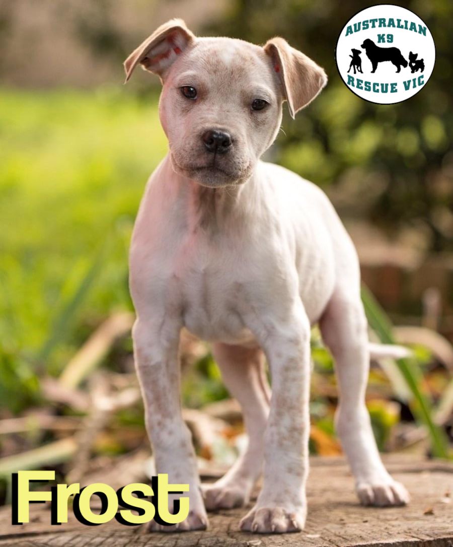 Frost - Medium Male American Bulldog Mix Dog in VIC - PetRescue