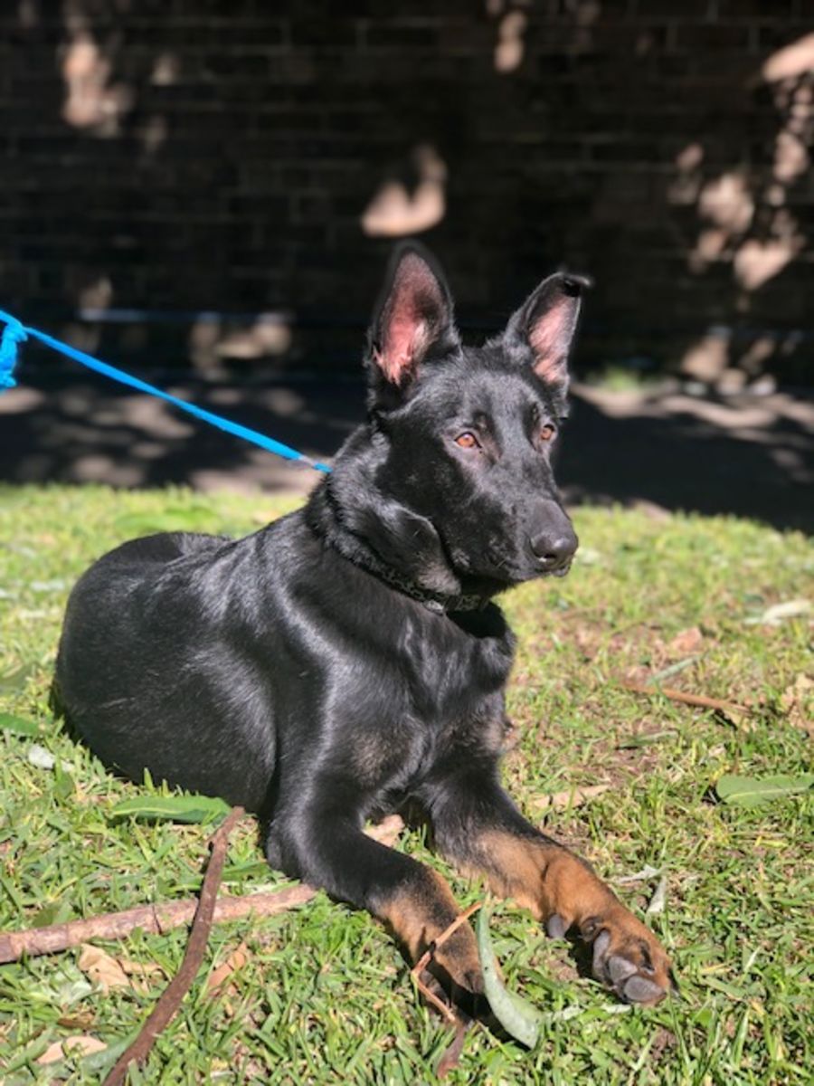 Raia - Large Female German Shepherd Dog in NSW - PetRescue