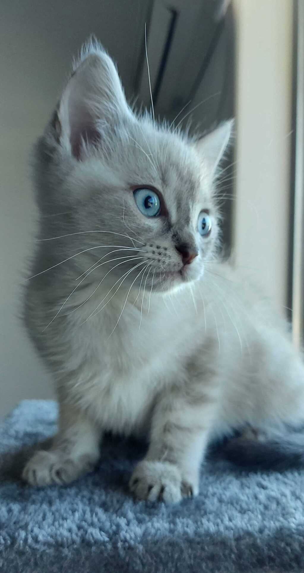 Mr Fluff - Male Layanese Mix Cat in QLD - PetRescue