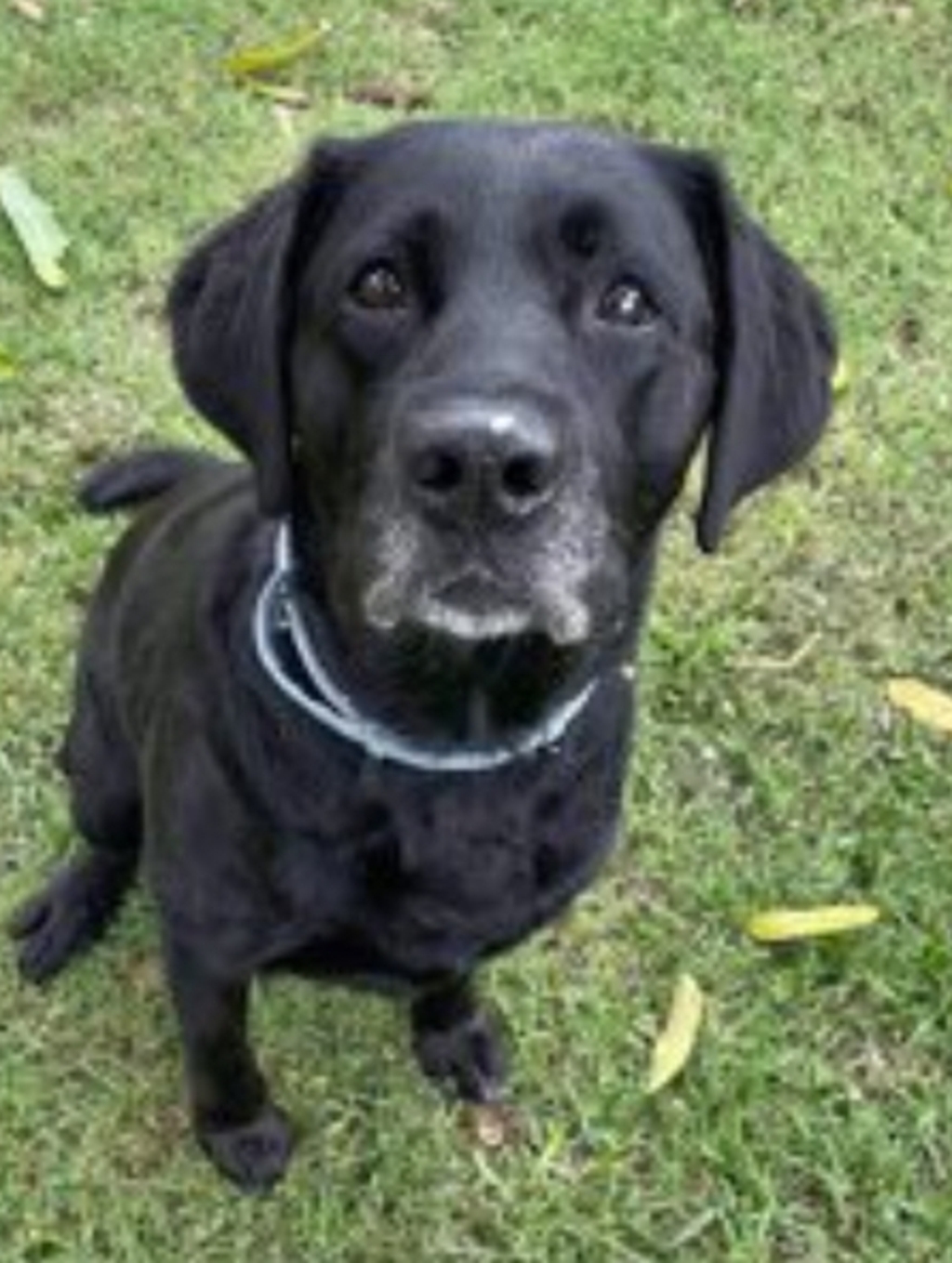 Shadow - Large Female Labrador Retriever Mix Dog in QLD - PetRescue