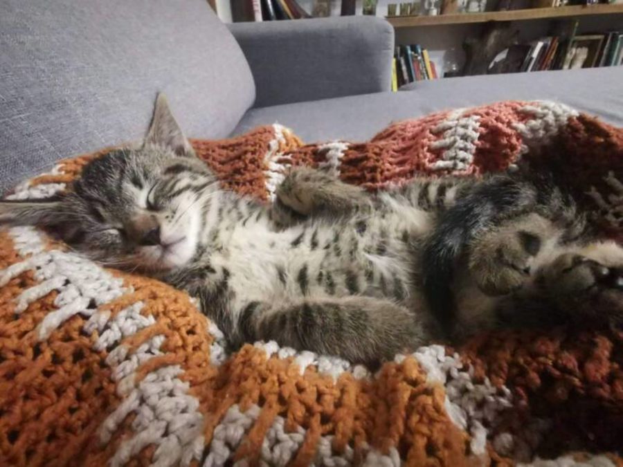 Linus - Male Domestic Short Hair Cat in QLD - PetRescue