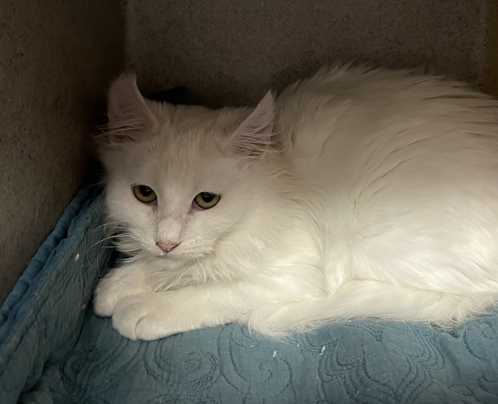 Dempsey - Male Domestic Medium Hair Mix Cat in VIC - PetRescue