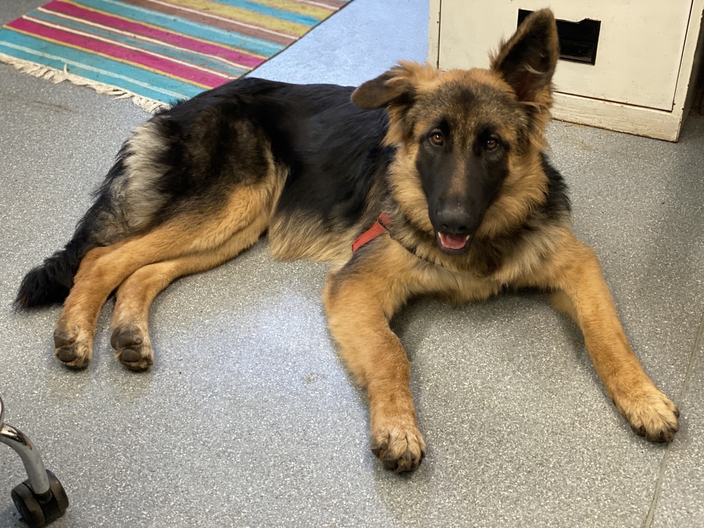 Zara - Medium Female German Shepherd Dog in QLD - PetRescue