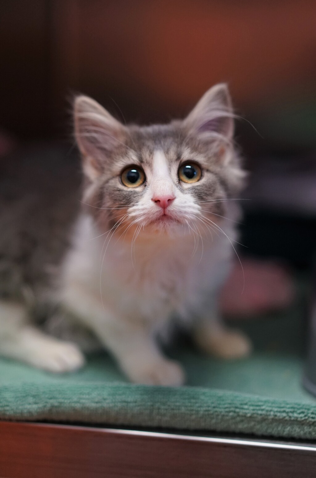 Tulip - Female Manx Mix Cat in QLD - PetRescue