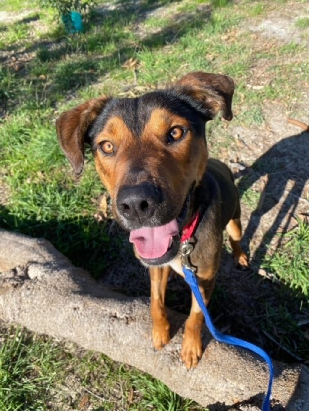 Tank - Medium Male Mixed Mix Dog in WA - PetRescue