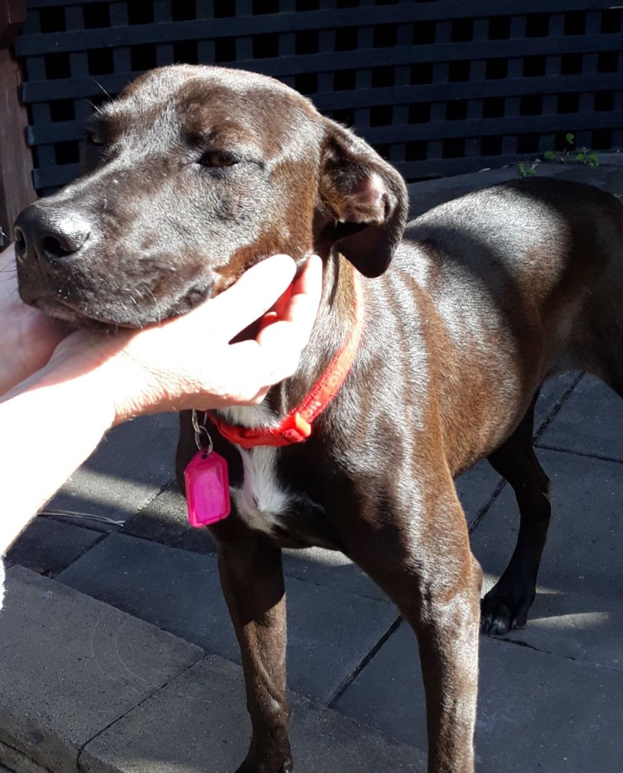 Marley - Medium Female Kelpie x Labrador Mix Dog in QLD - PetRescue