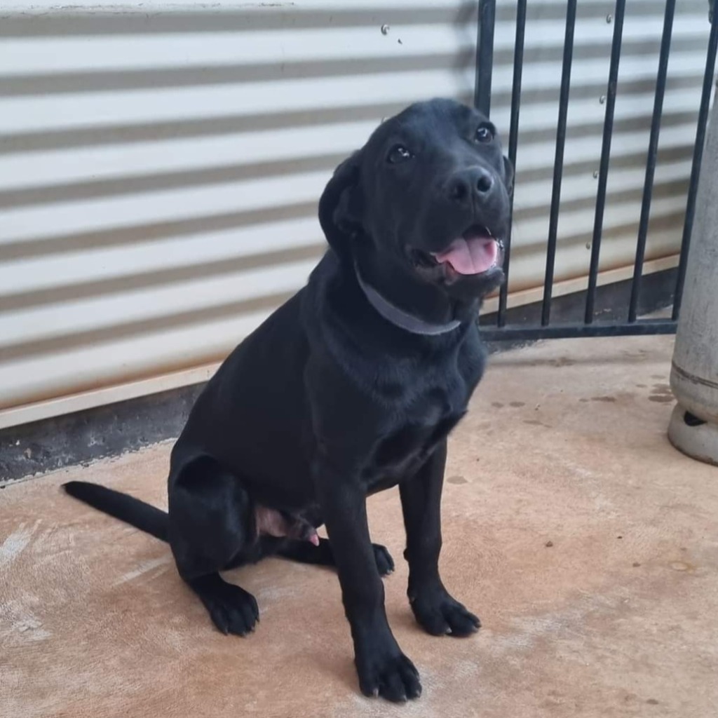 Flint (Luca) - Large Male Labrador x Mastiff Mix Dog in WA - PetRescue