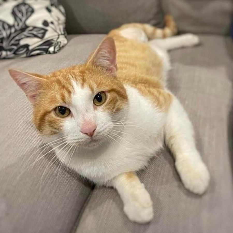 7830 - Cheddar - Male Domestic Short Hair Cat in WA - PetRescue