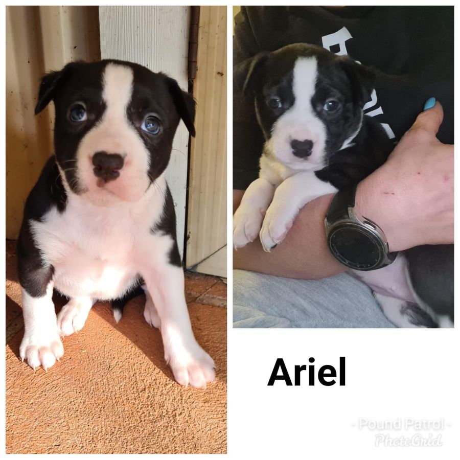 Ariel - Medium Female Border Collie x Staffy Mix Dog in NSW - PetRescue