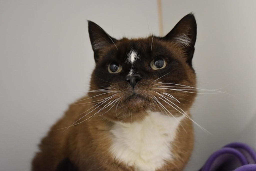 Evie - Female Snowshoe Mix Cat in VIC - PetRescue
