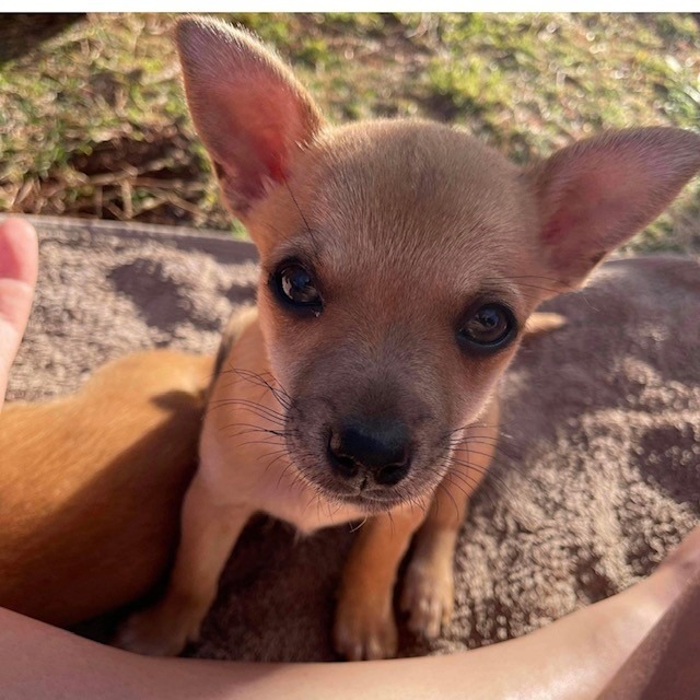 Miah - Small Female Jack Russell Terrier Mix Dog in WA - PetRescue