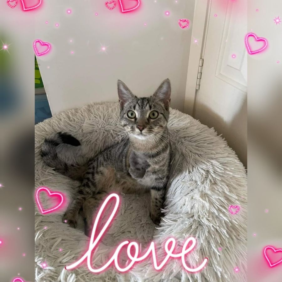 Trinity - Female Domestic Short Hair Cat in NSW - PetRescue