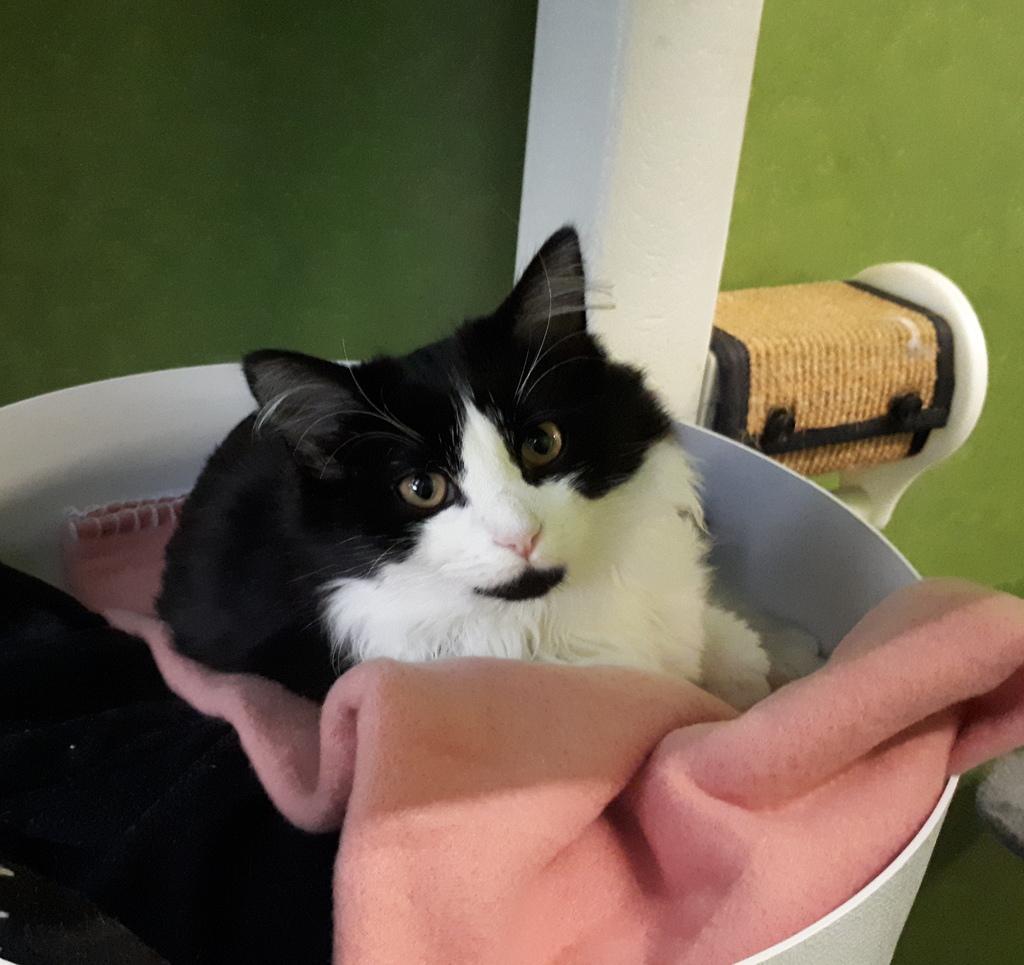 Pushka - Female Domestic Medium Hair Mix Cat in VIC - PetRescue