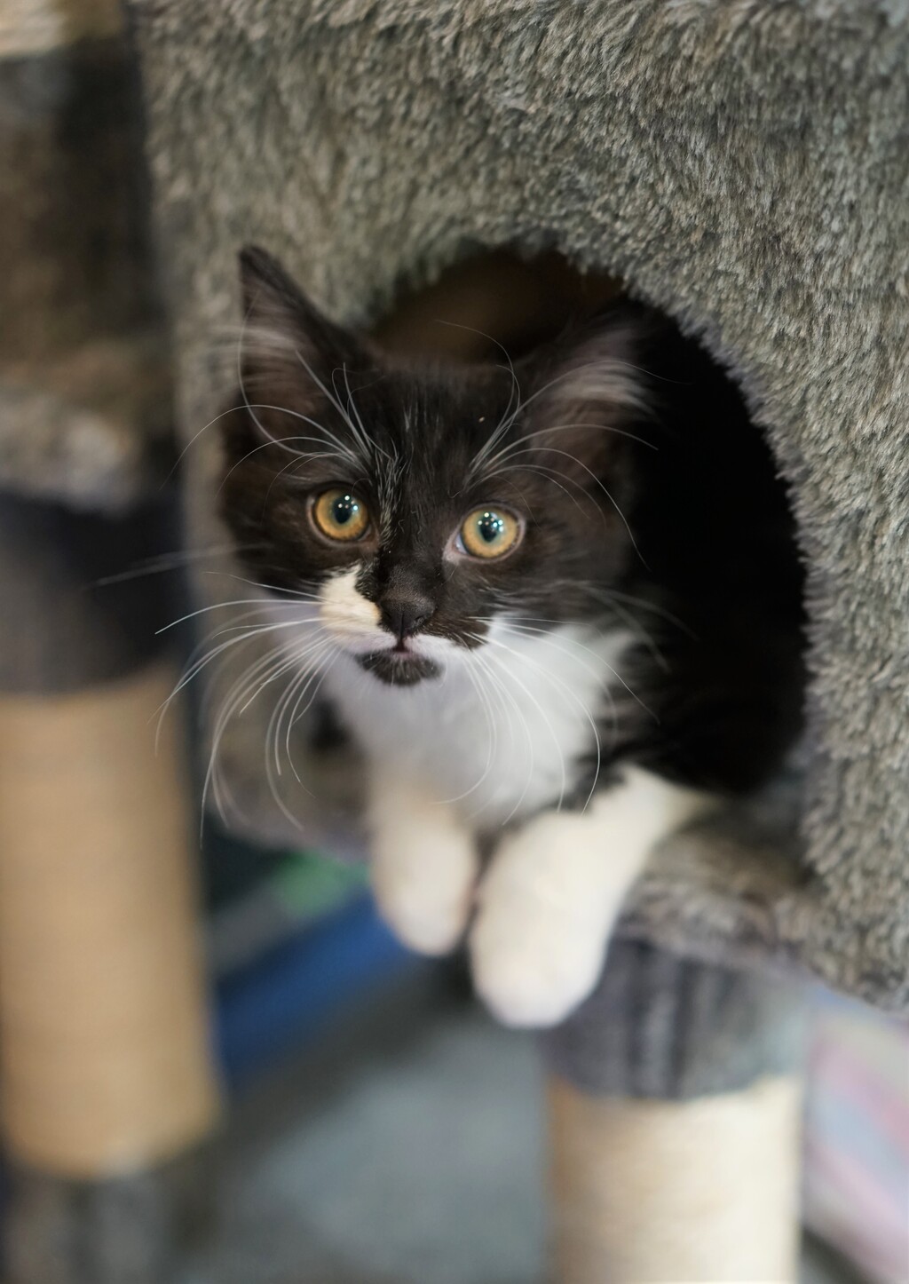 Sang Choi Bao Baobao - Male Domestic Medium Hair Mix Cat in QLD - PetRescue