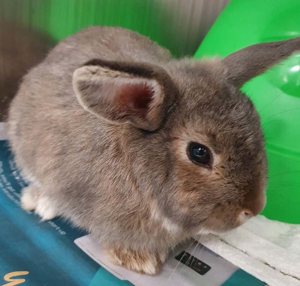 Samuel - Male Mini Lop Rabbit in VIC - PetRescue