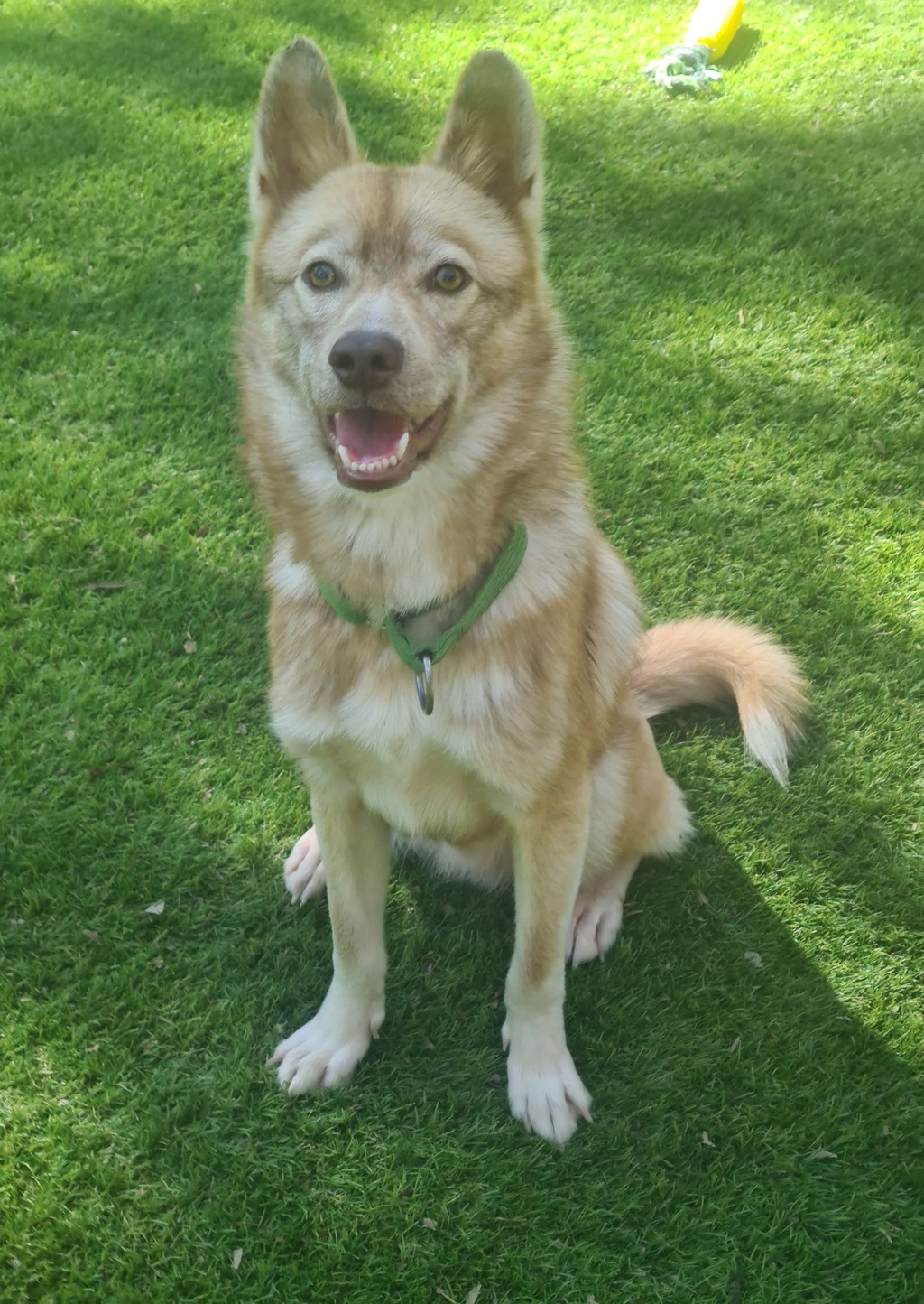 Wile E - Medium Male Kelpie x Siberian Husky Mix Dog in NSW - PetRescue