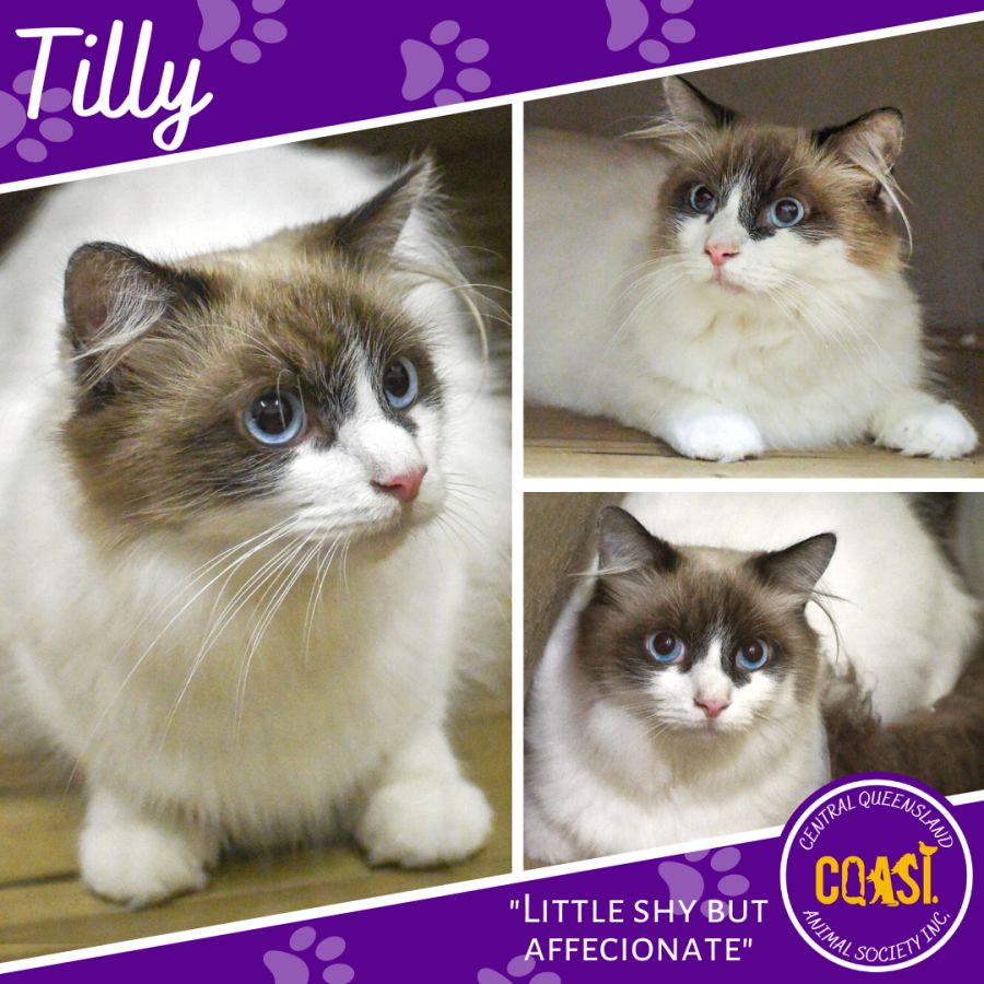 Tilly - Female Ragdoll Cat in QLD - PetRescue