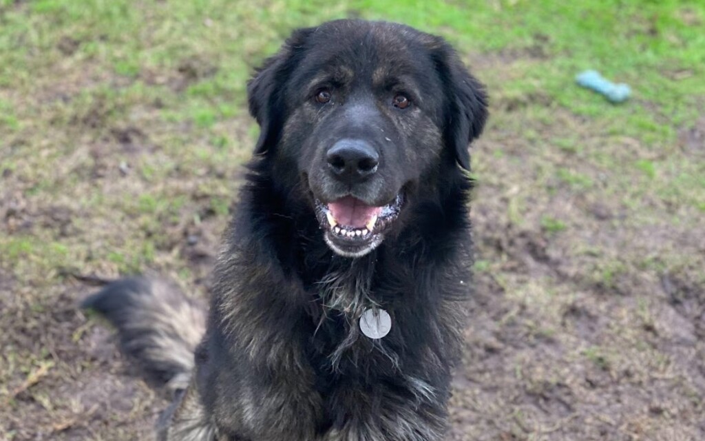 Goose - Large Male Pyrenean Mountain Dog x Sarplaninac Mix Dog in VIC ...