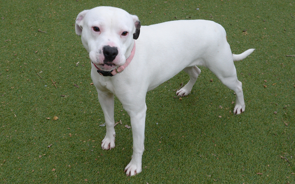 Dove - Large Female American Staffy Mix Dog in VIC - PetRescue