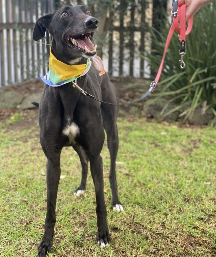 Myra - 57229 - Medium Female Greyhound Dog in VIC - PetRescue