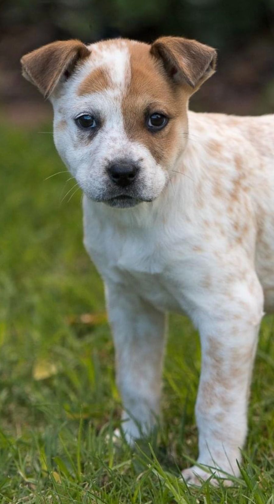 Bindi - Medium Female Australian Cattle Dog Mix Dog in VIC - PetRescue