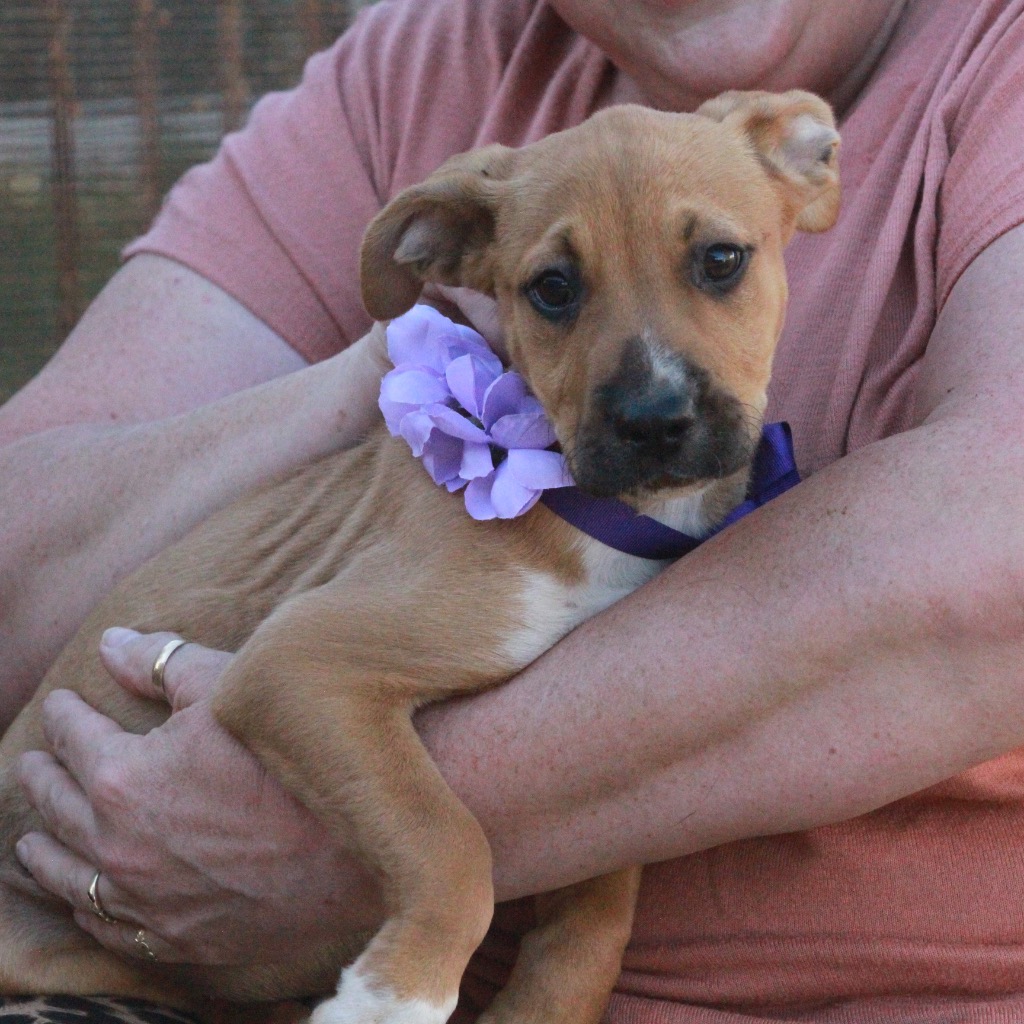 Chia - Medium Female Mixed Breed Dog in WA - PetRescue