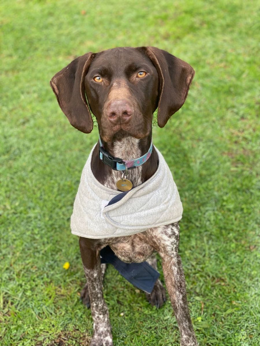Heidi - Medium Female German Shorthaired Pointer Dog in VIC - PetRescue