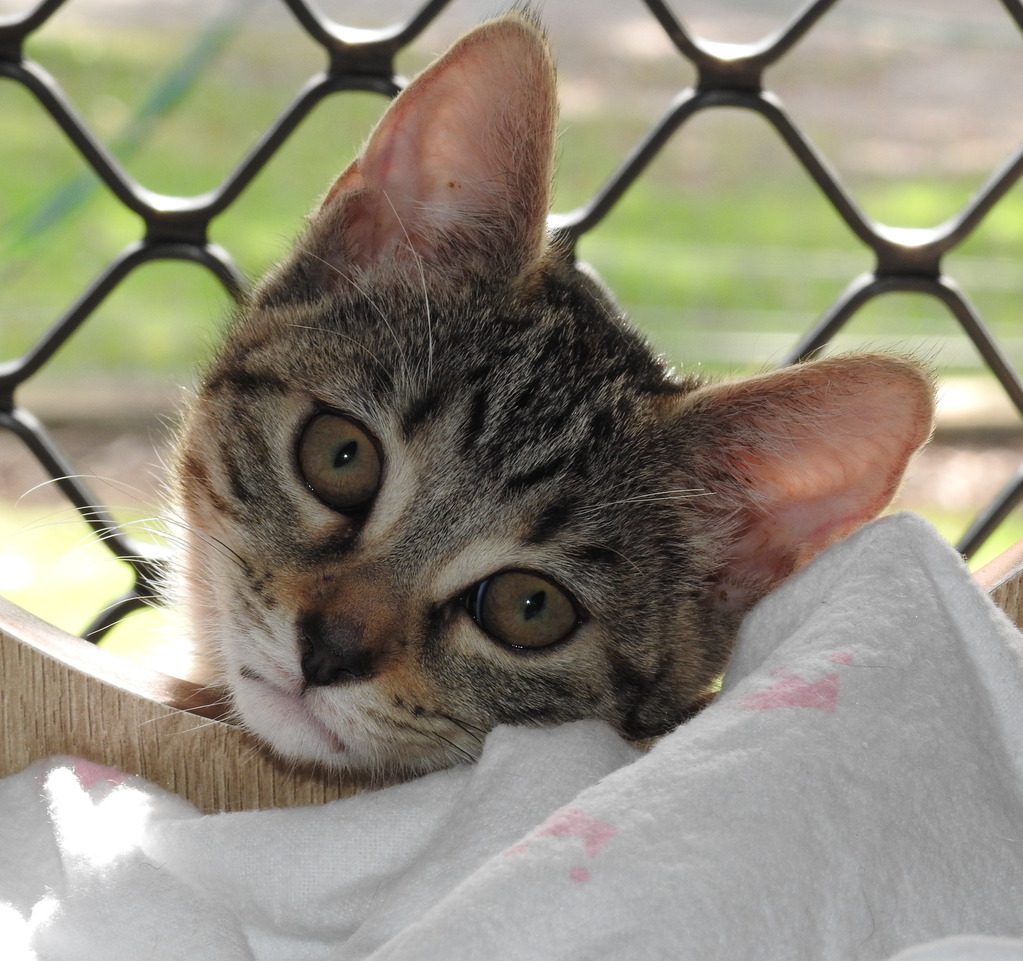 Twiglet - Female Domestic Short Hair Mix Cat in QLD - PetRescue