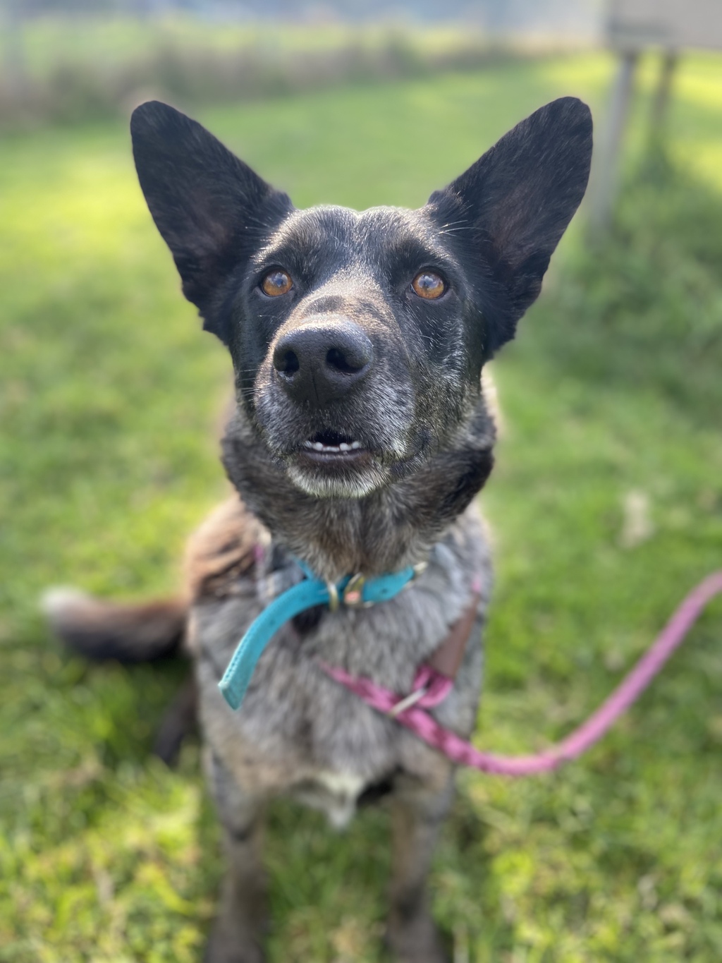 Floyd - Medium Male German Coolie Mix Dog in VIC - PetRescue