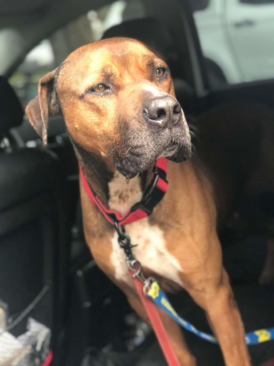 Bo - Large Male Mastiff Mix Dog in NSW - PetRescue