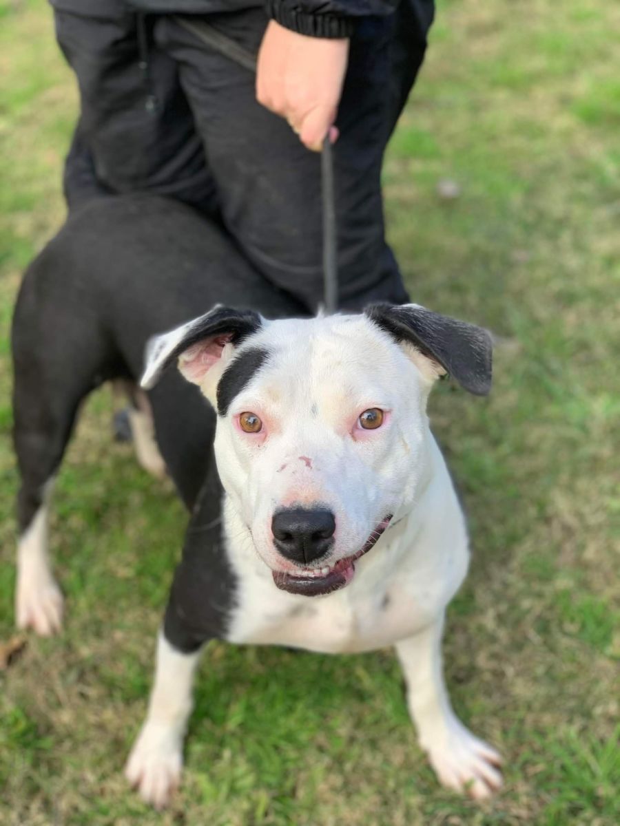Betty - Medium Female Border Collie Mix Dog in NSW - PetRescue