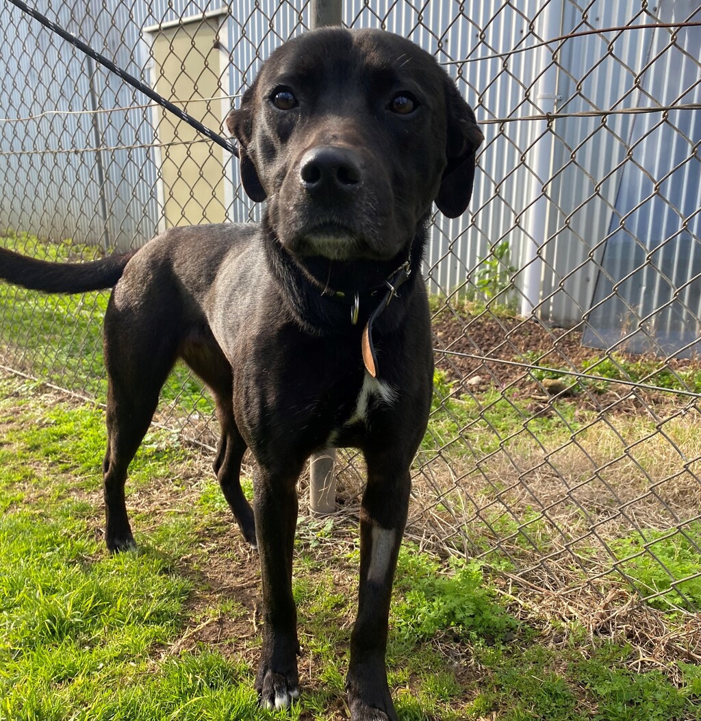 Caprice - Medium Female Boxer x Kelpie Mix Dog in VIC - PetRescue