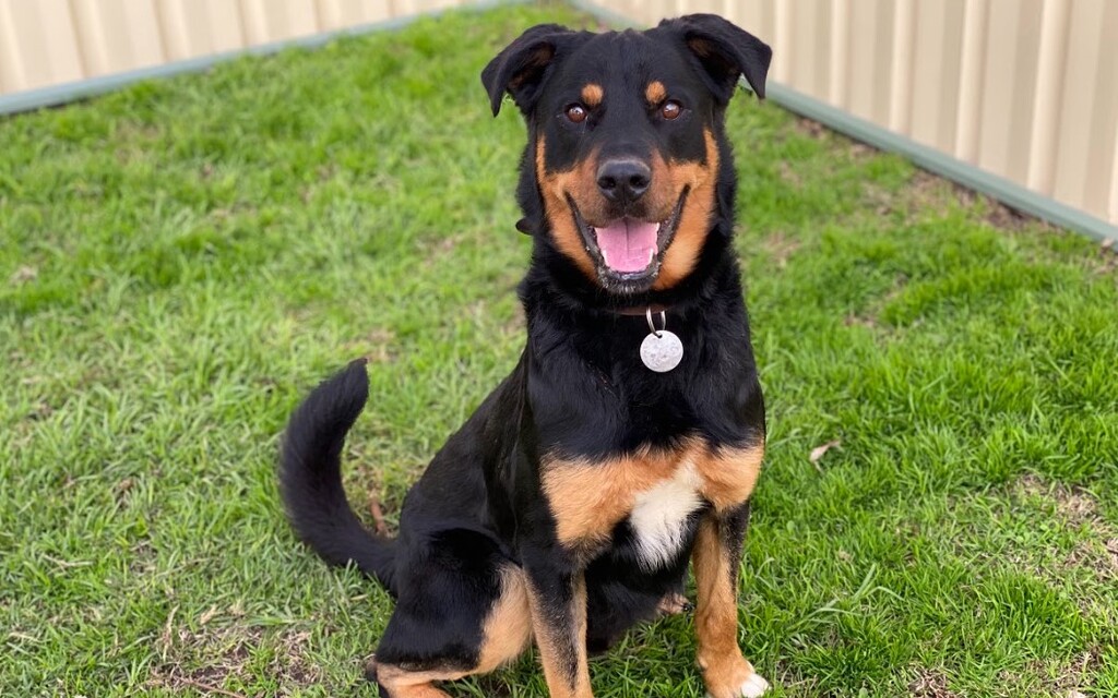 Samson - Large Male Kelpie x Rottweiler Mix Dog in VIC - PetRescue