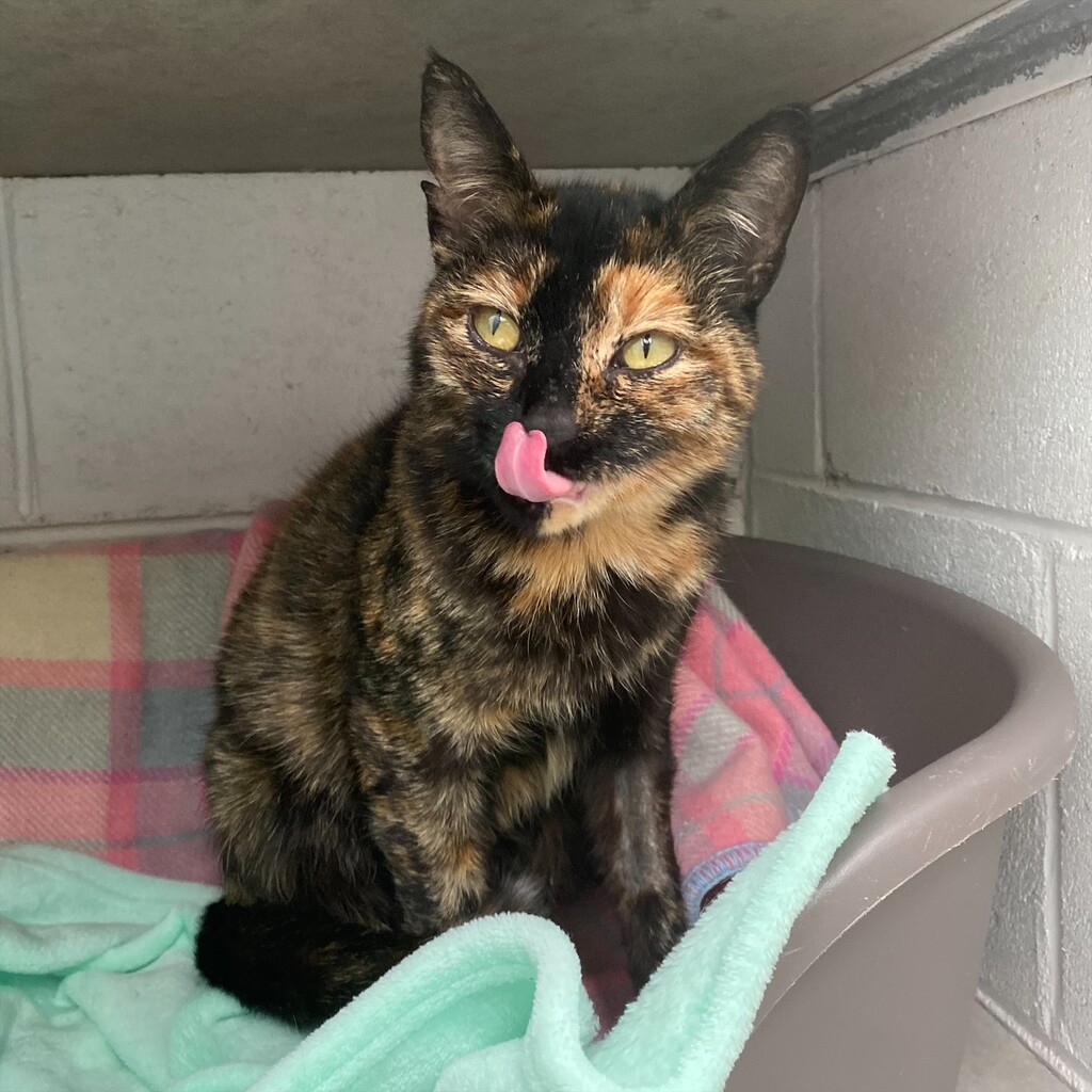 Delilah - Female Tortoiseshell Cat in VIC - PetRescue