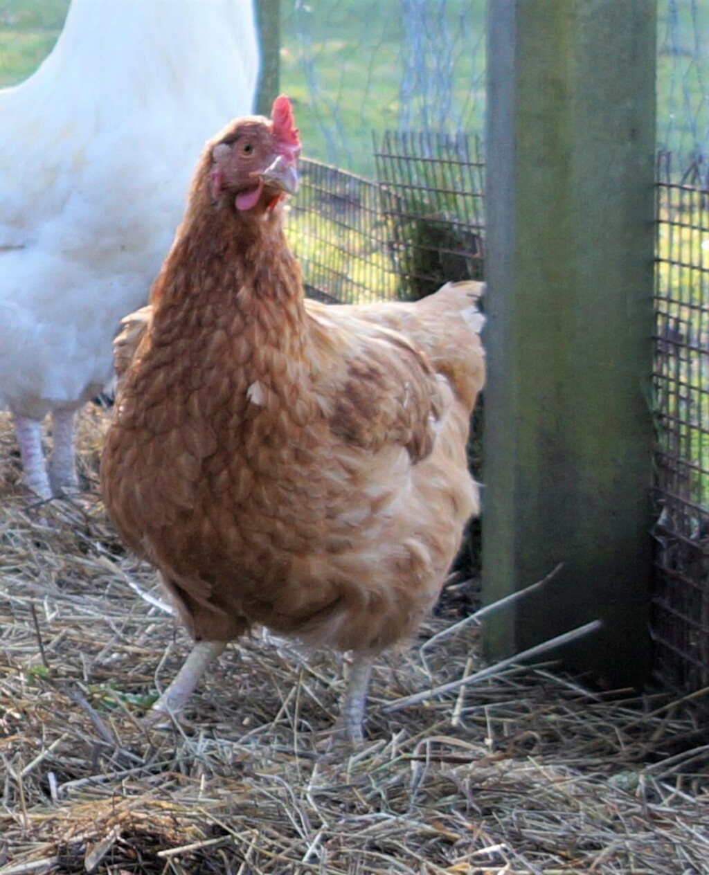 Hen - Female Hyline Mix Fowl in TAS - PetRescue