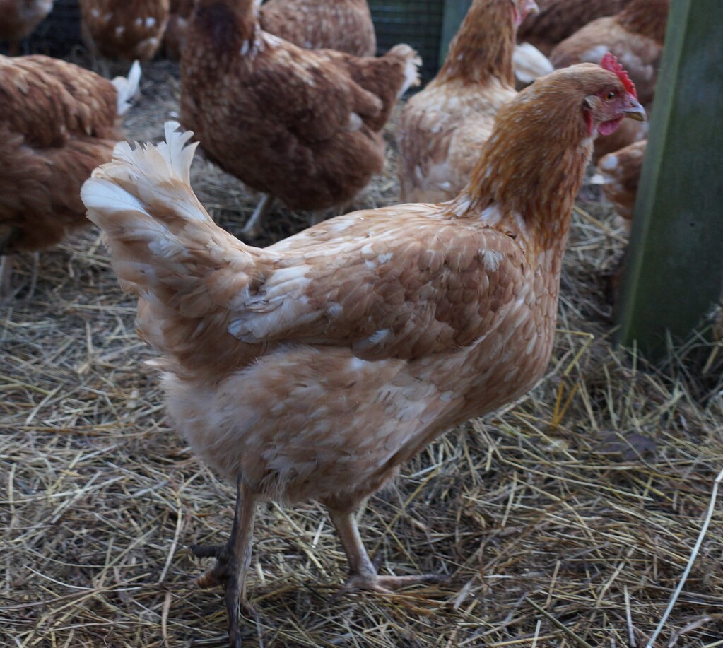 Hen - Female Hyline Mix Fowl in TAS - PetRescue