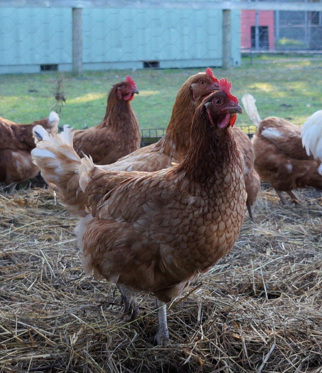 Hen - Female Hyline Mix Fowl in TAS - PetRescue