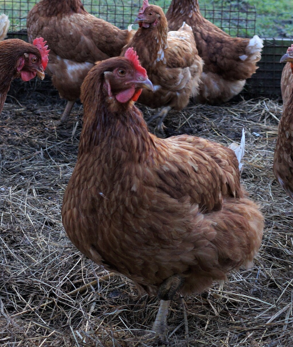 Hen - Female Hyline Mix Fowl in TAS - PetRescue