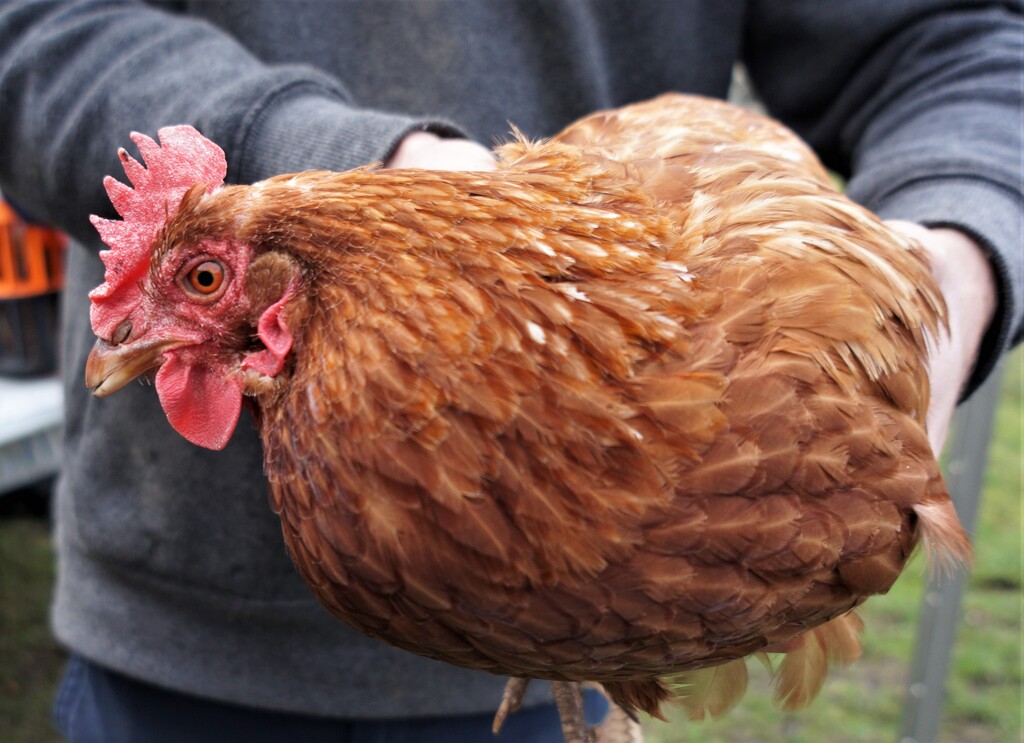 Hen - Female Hyline Mix Fowl in TAS - PetRescue