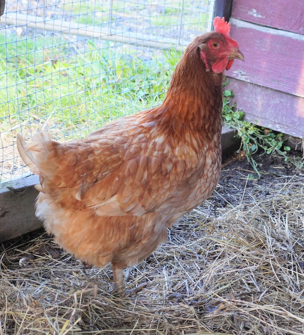 Hen - Female Hyline Mix Fowl in TAS - PetRescue