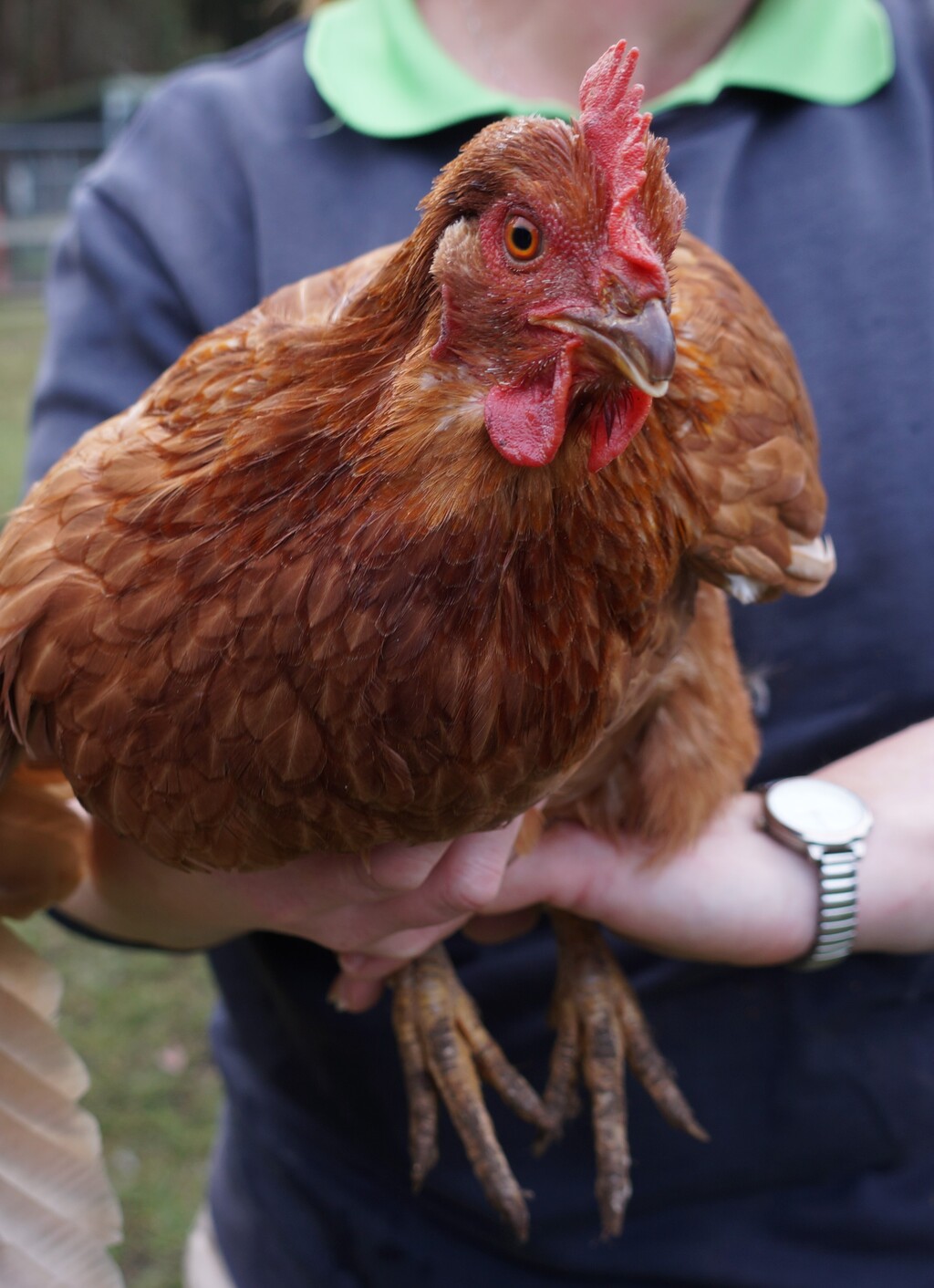 Hen - Female Hyline Mix Fowl in TAS - PetRescue