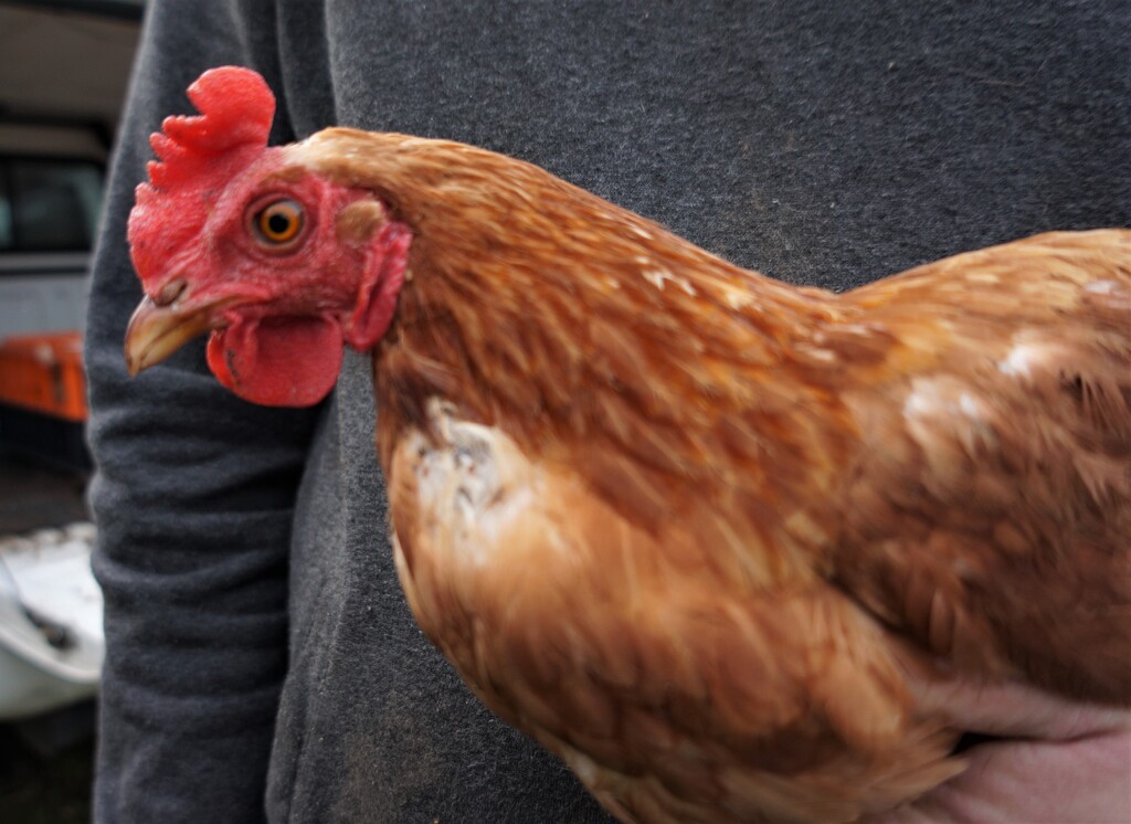 Hen - Female Hyline Mix Fowl in TAS - PetRescue