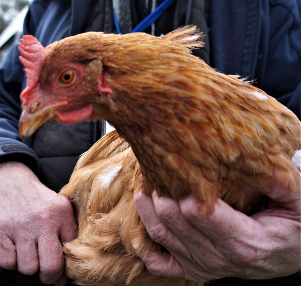 Hen - Female Hyline Mix Fowl in TAS - PetRescue