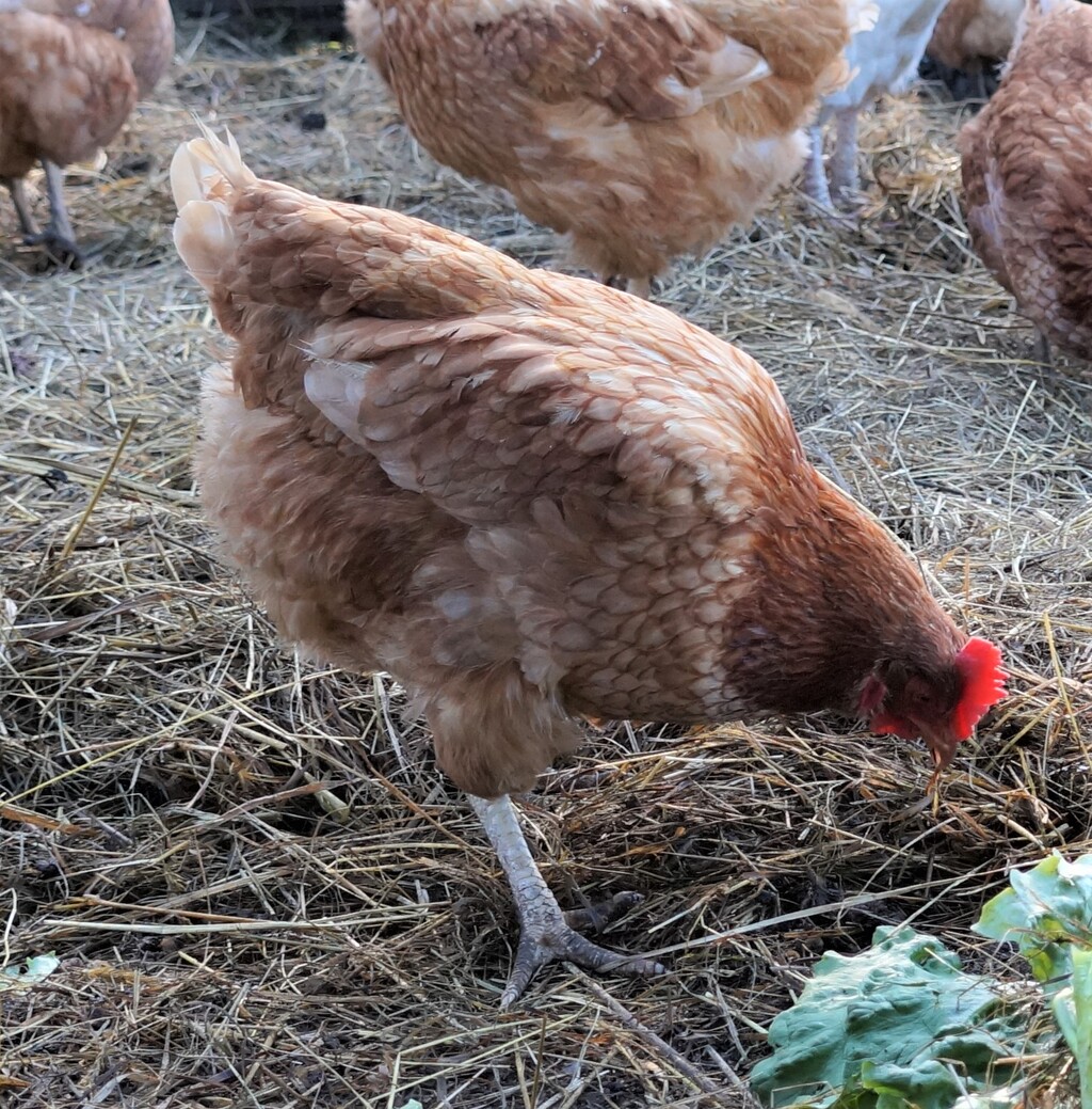 Hen - Female Hyline Mix Fowl in TAS - PetRescue