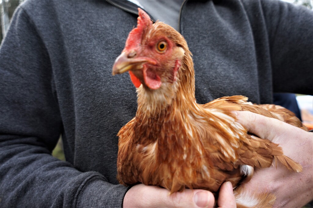 Hen - Female Hyline Mix Fowl in TAS - PetRescue