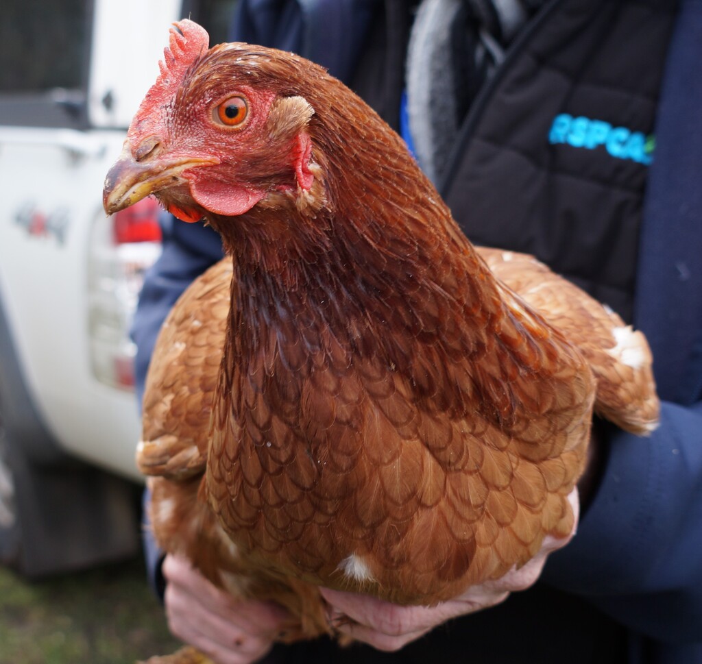 Hen - Female Hyline Mix Fowl in TAS - PetRescue