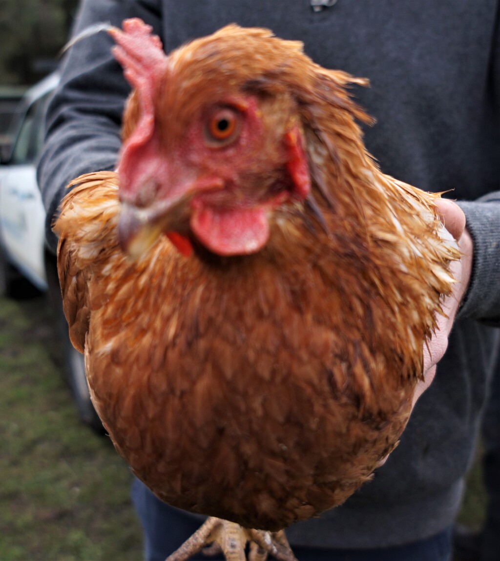 Hen - Female Hyline Mix Fowl in TAS - PetRescue