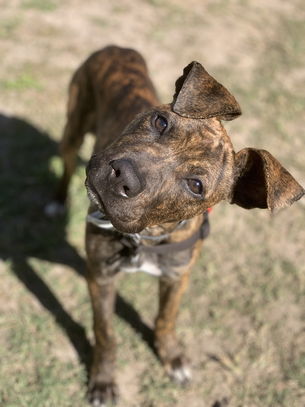 Max - Medium Male American Staffordshire Bull Terrier x Italian Corso ...