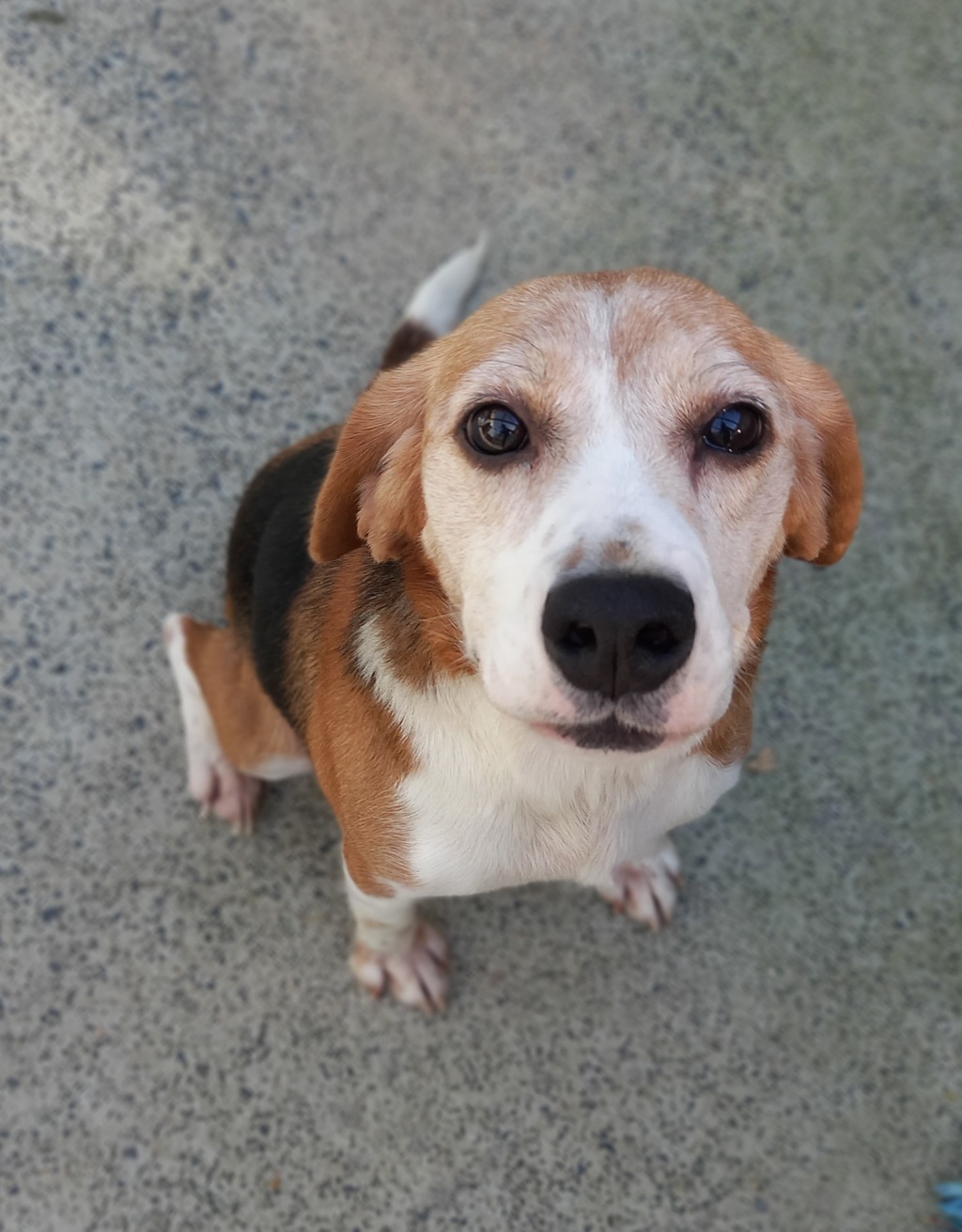 Ella - Medium Female Beagle Dog in VIC - PetRescue