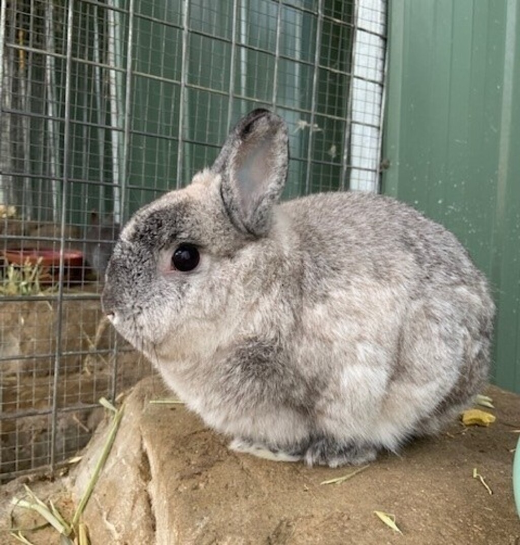 Stark - Male Netherland Dwarf x Rex Mix Rabbit in ACT - PetRescue